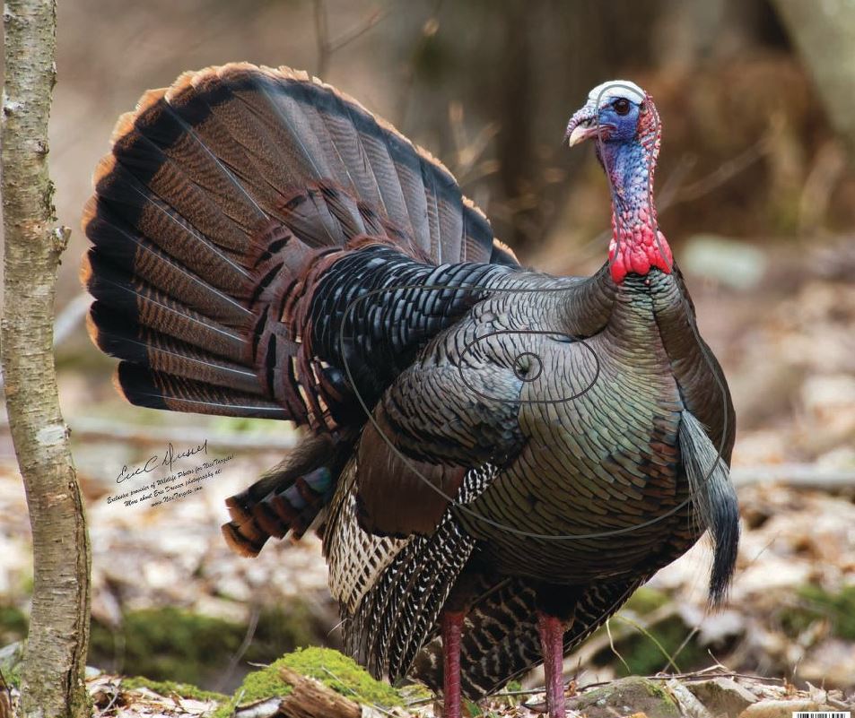 Nice Target Turkey Target – Attitude Archery
